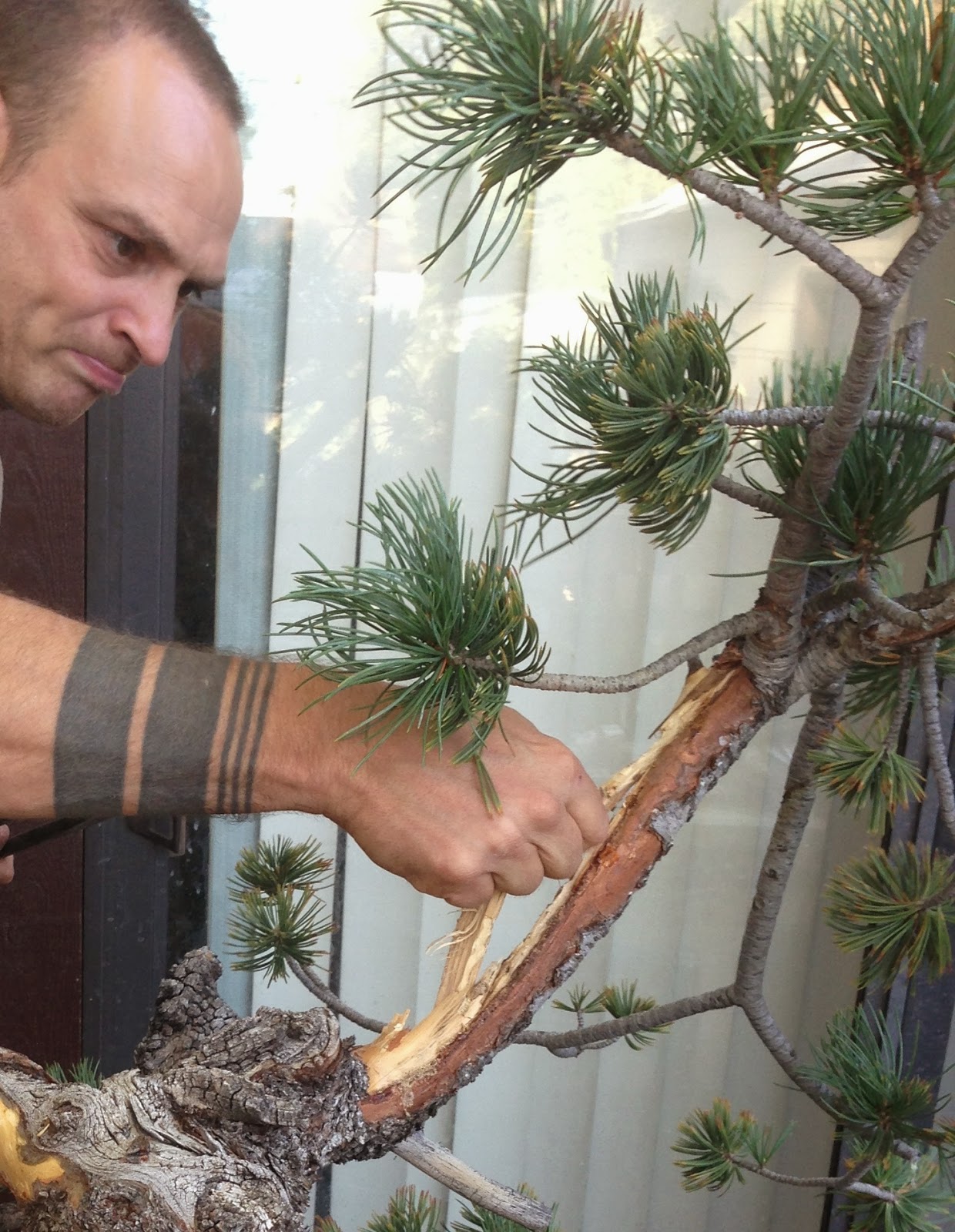 Branch Work: Branch and trunk bending techniques
