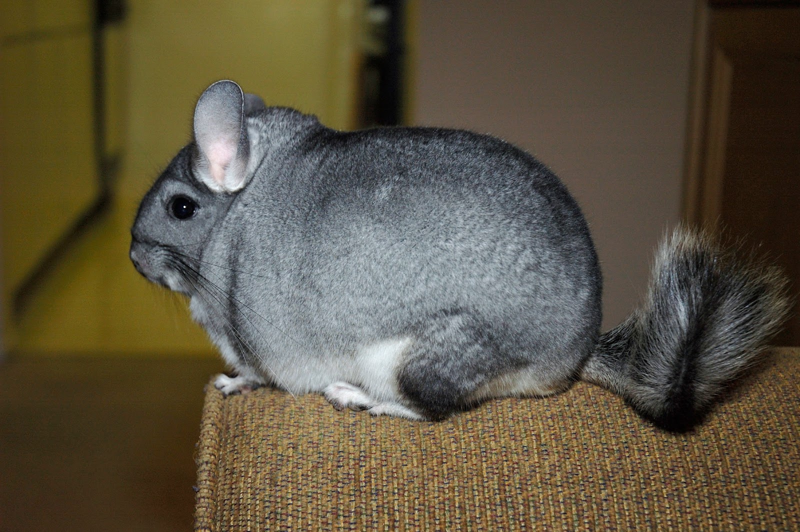 Chinchilla Animals | Interesting Facts & Latest Pictures | All Wildlife ...
