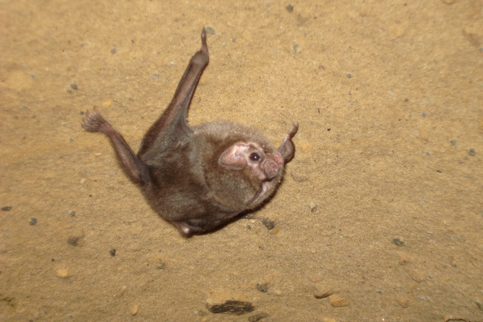 Bats are not bugs: The bats that vamp... VAMPIRES