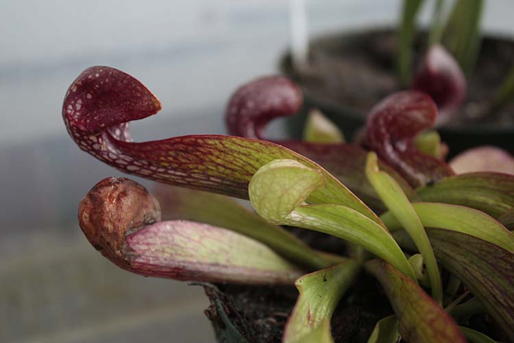 Parrot pitcher plant - Sarracenia psittacina grow and care | Travaldo's ...