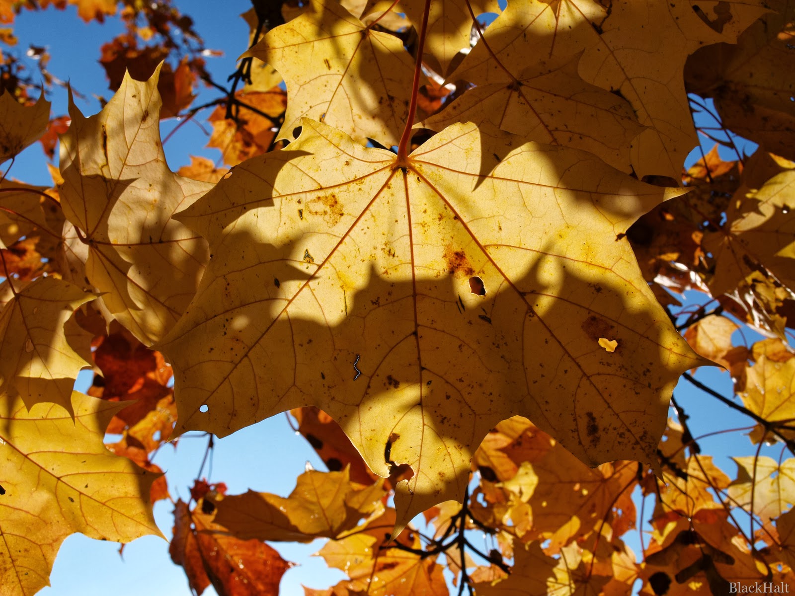 Rudens kļavu lapas Ⅱ - PhotoBlogSite