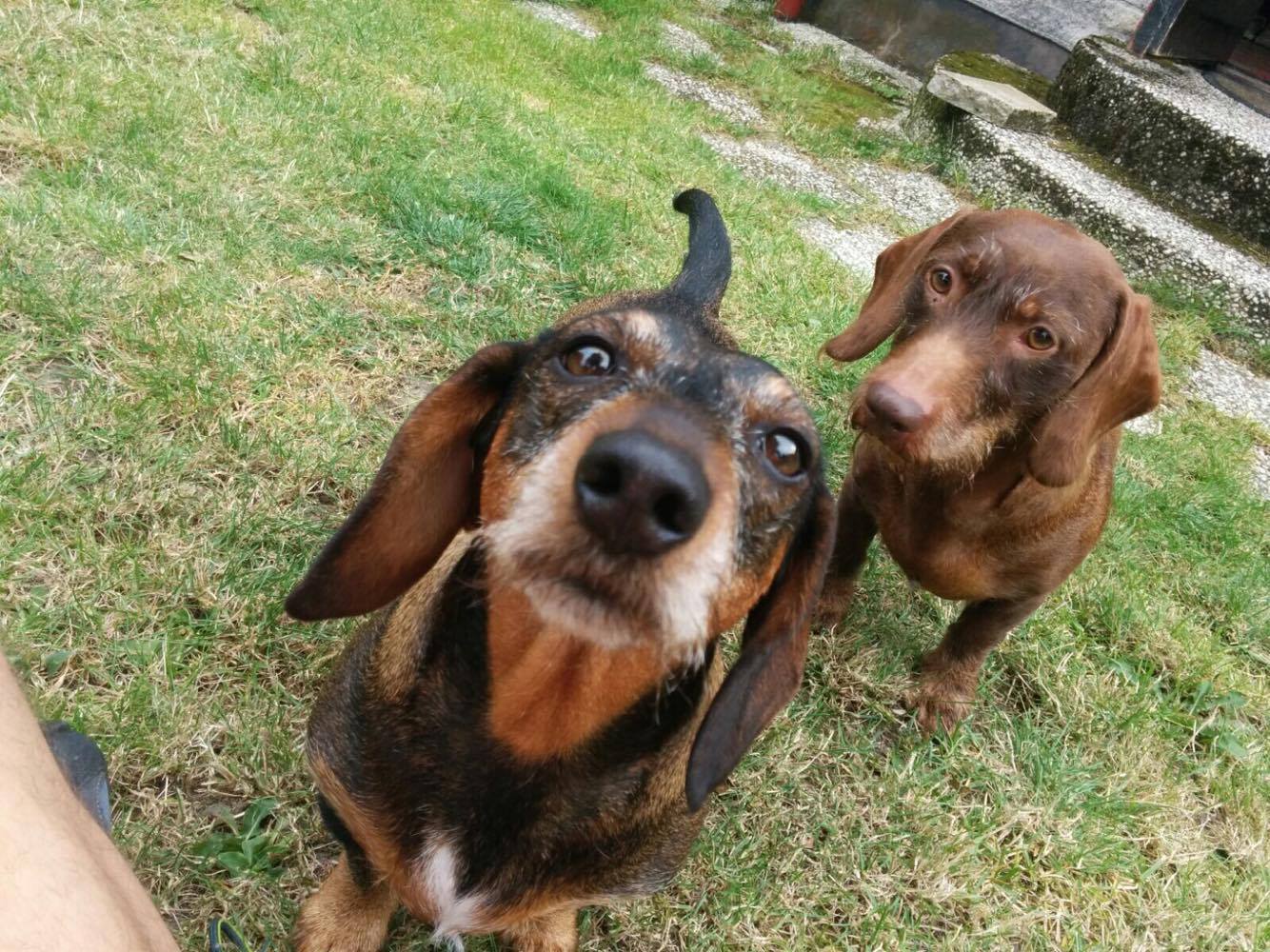 WireHaired Dackels: hunting teckel