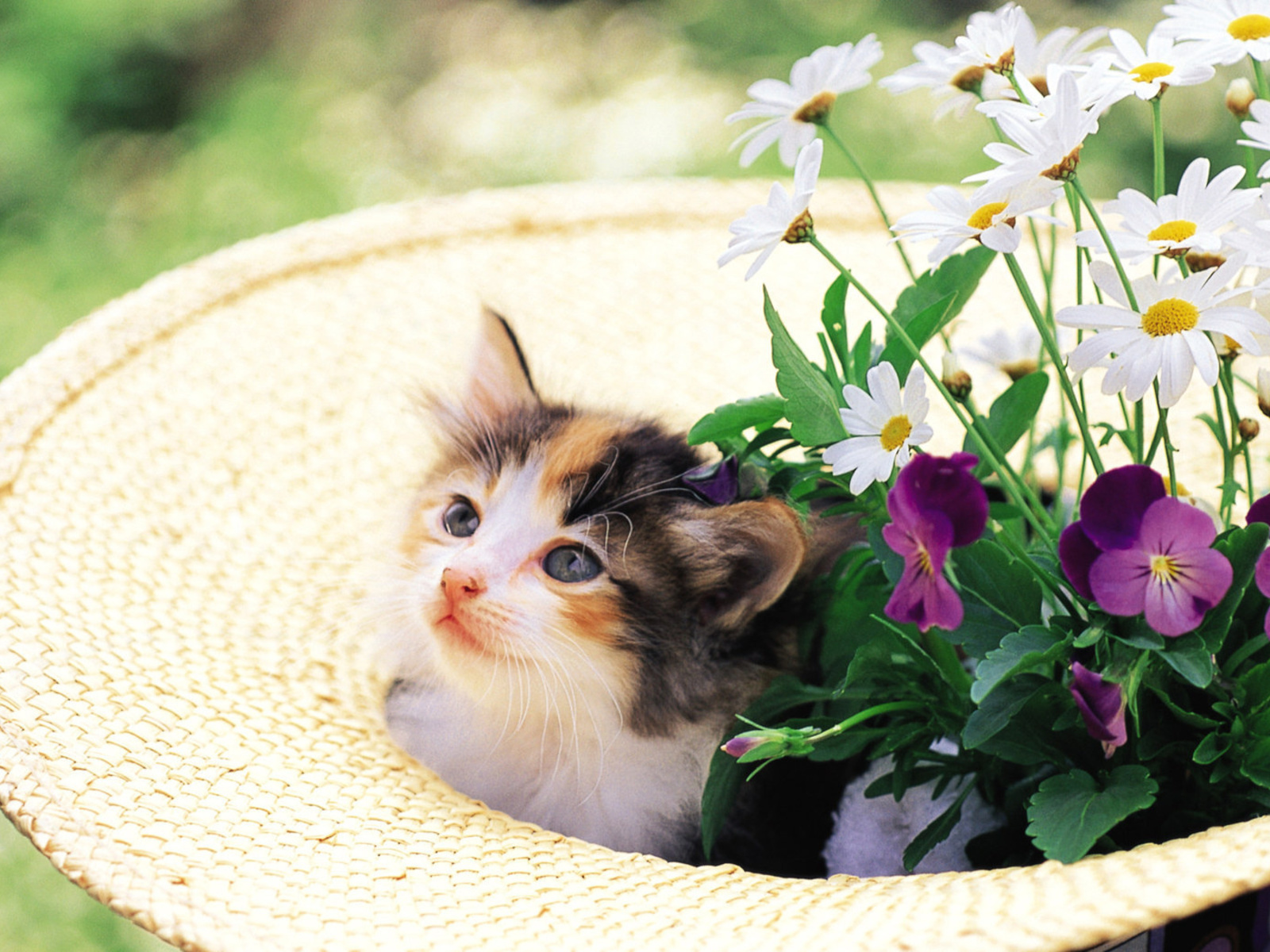 Imagenes de gatos con flores - Imagui
