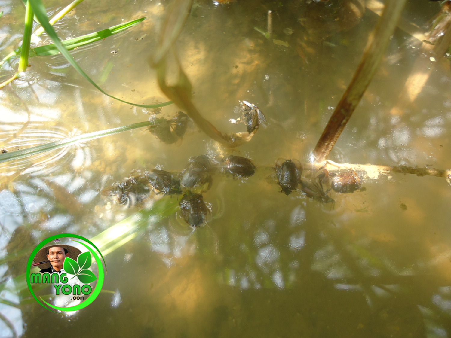 Membasmi hama lembing batu