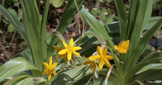 INDICATIONS AND USAGE African Potato Hypoxis rooperi Famille : Hypoxidaceae