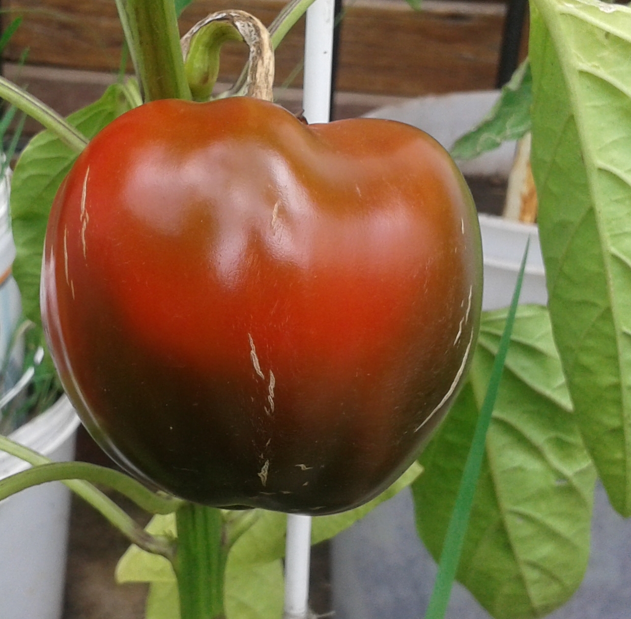 Conjunción de Alegrías y Sabores: Ajíes morrones rojo rellenos