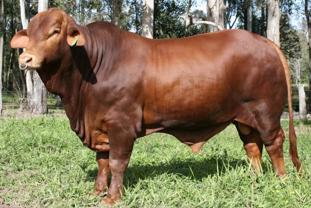 BIBIT SAPI LIMOUSIN