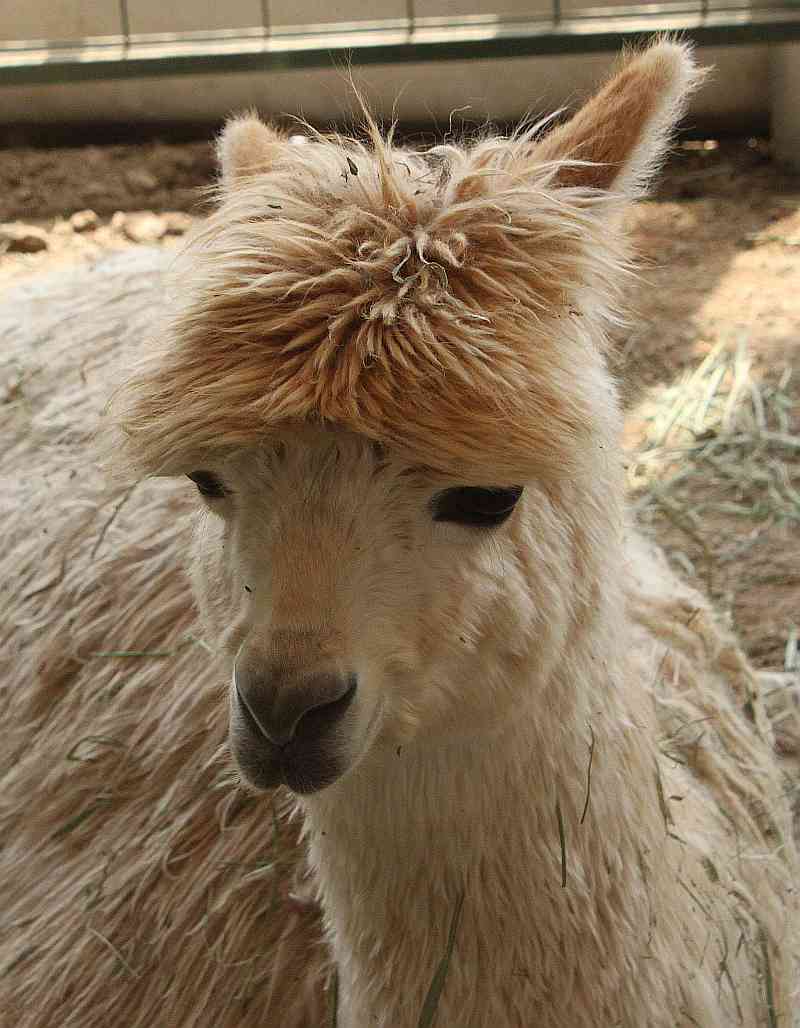 Easy Living the Hard Way: Paco- Vicunas