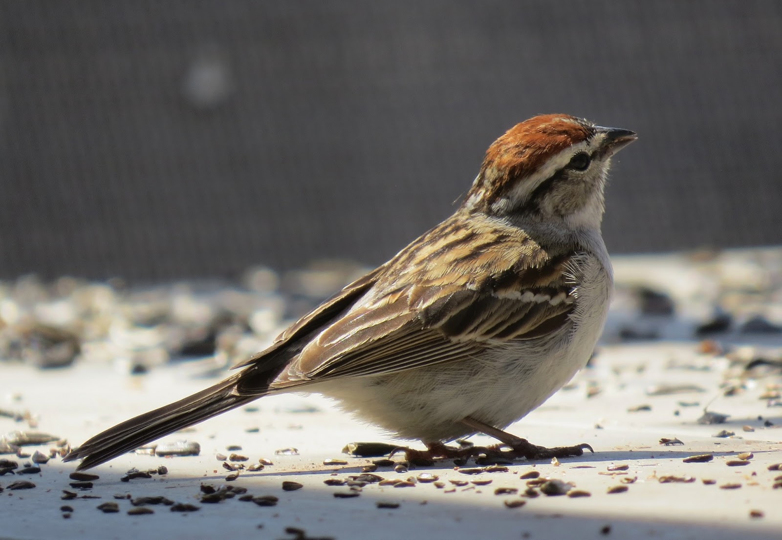 LGB's Nature Photos: Chipping Sparrows