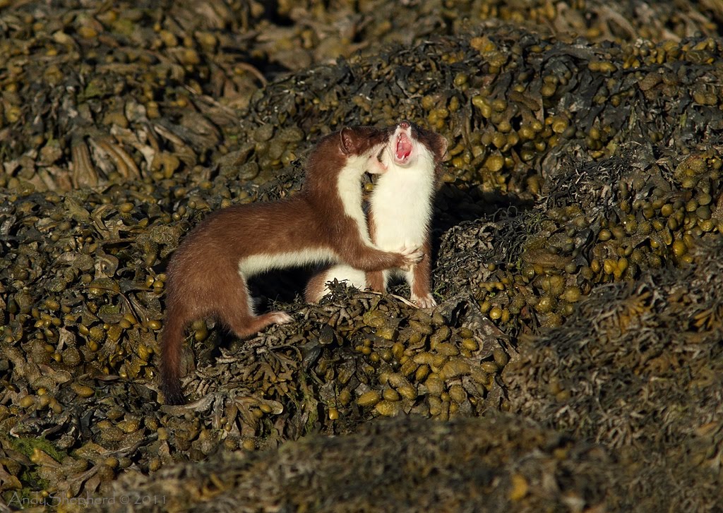 Andy Shepherd Wildlife Photography: Wonderful Stoats