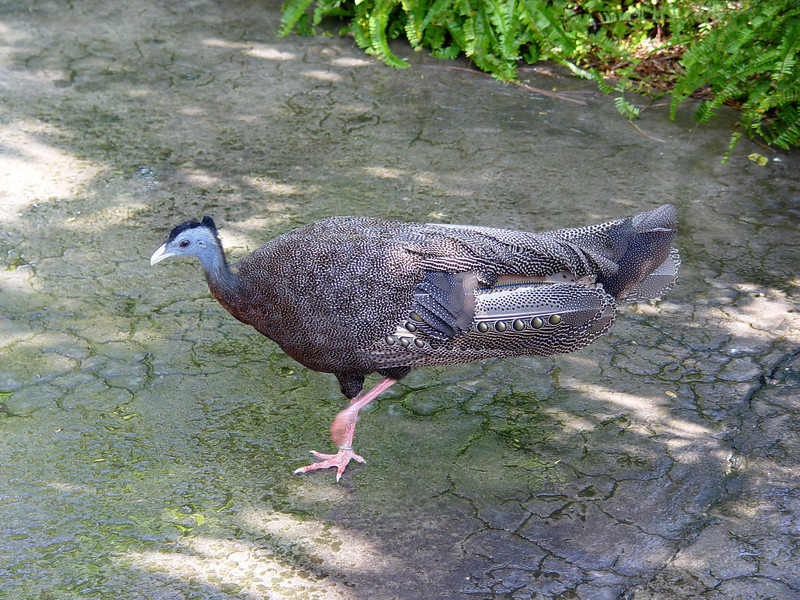 Great Argus | The Life of Animals