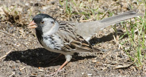 Prairie Nature: Harris's Sparrow: May Backyard Sparrows, Regina SK (3)