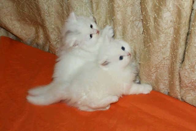 صور القط الشيرازى المون فيس Shirazi cat Moon Face