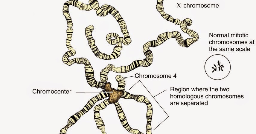 Bits and Bytes of Biology: What are Gaint chromosomes