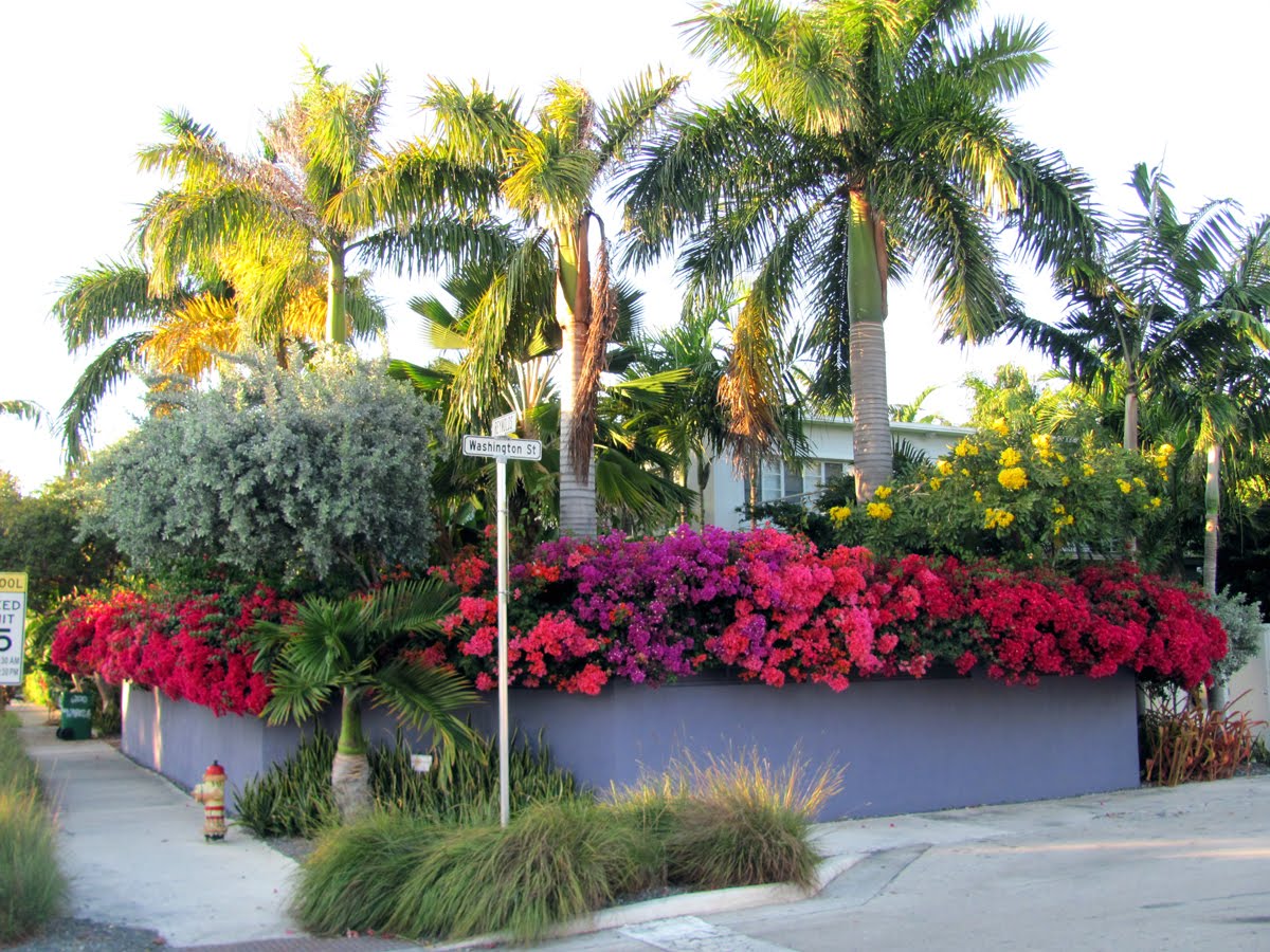 Key West Vacation Gypsy: The Colors of Spring Flora in Key West