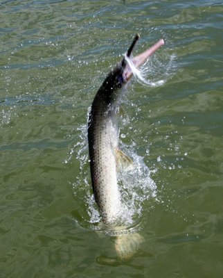 Gar | Wildlife | The Wildlife