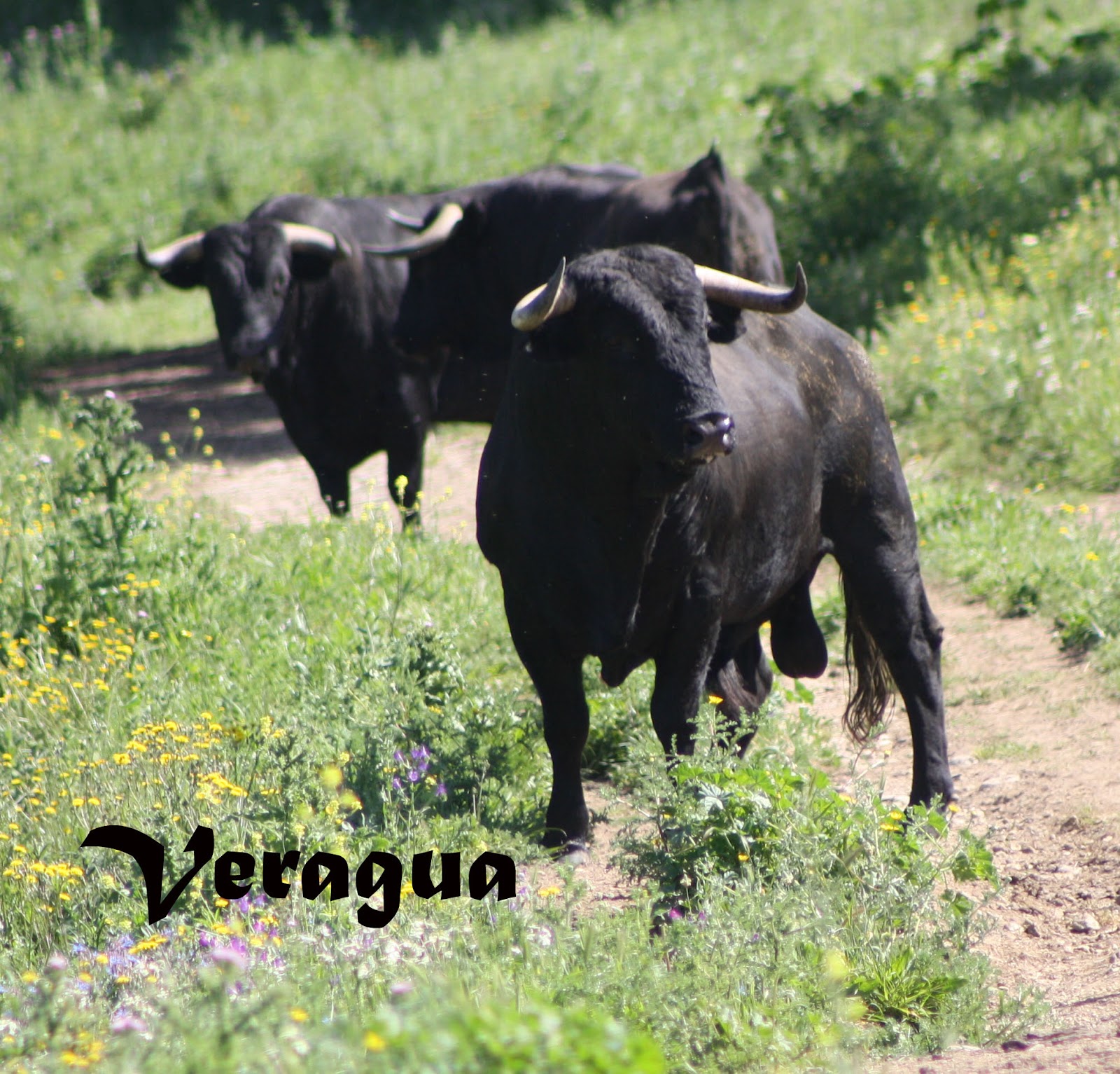 Encastes Bravos: Toros de Cuadri para la Plaza Francesa de Dax