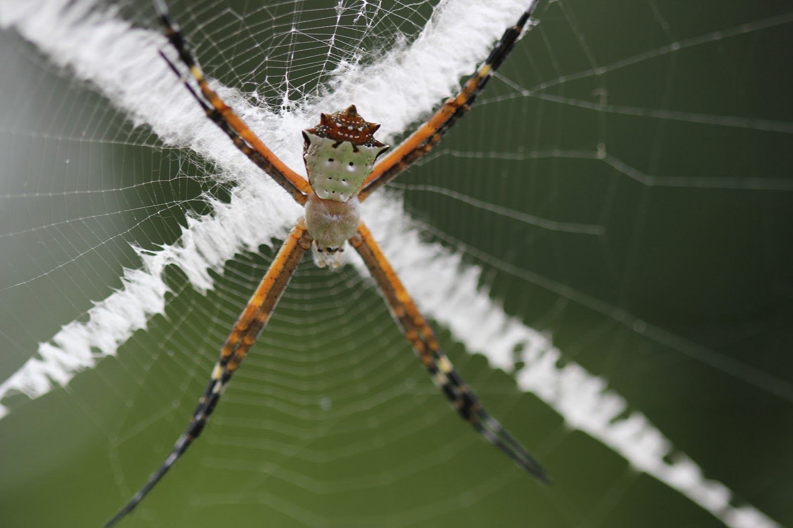 kittens and pitbulls: The Tales of a Costa Rican Spider