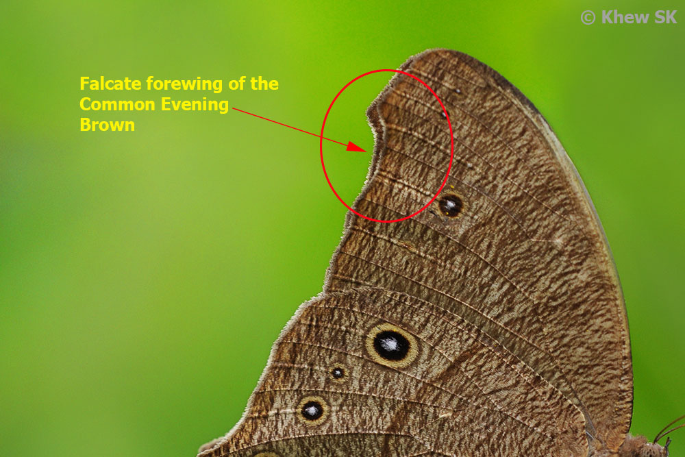 Butterflies of Singapore: Butterfly Anatomy - Part 4