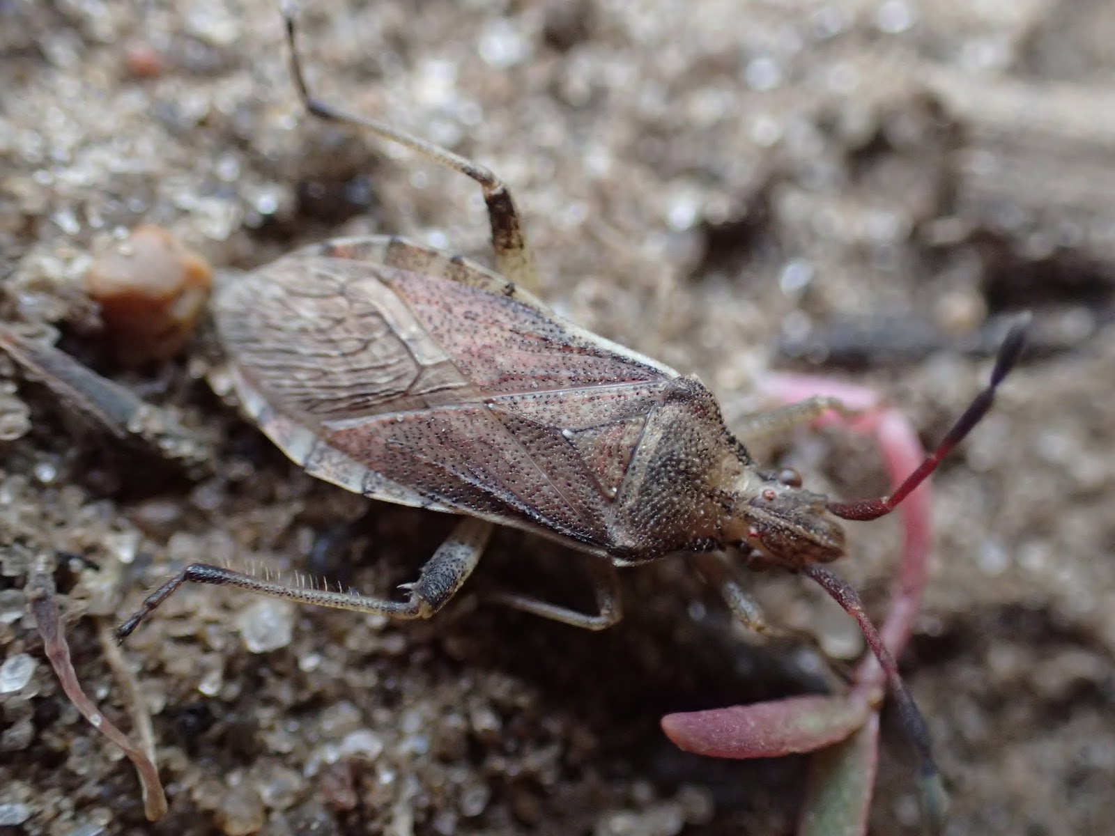 The Lyons Share: World of Leatherbugs