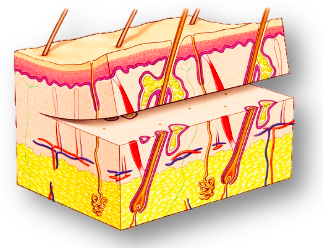 Skin Grafts