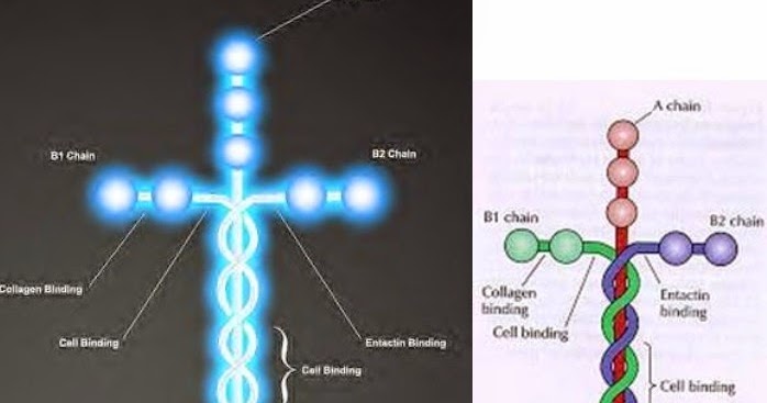 Rhythms of Life: The Cross in Our Bodies-by a Physician (Louie Giglio)