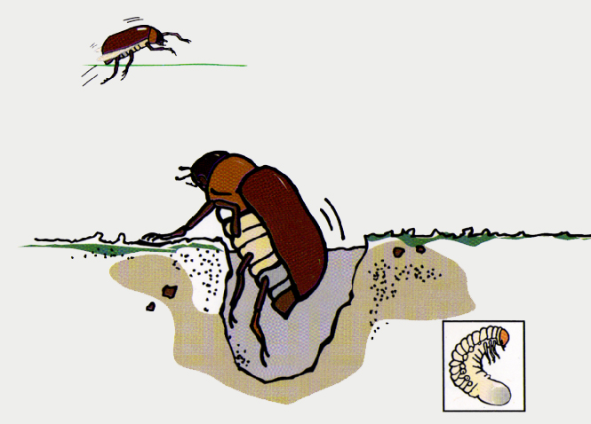 CostaRicapordentro Blog: “Como abejón de mayo” pega en todo lado.