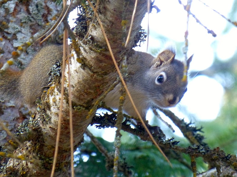 Rural Revolution: Cheeky chickaree