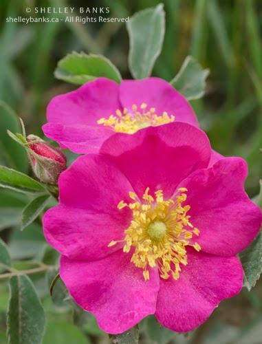 Prairie Wildflowers: Prairie Roses, from Pale to Deep Pink