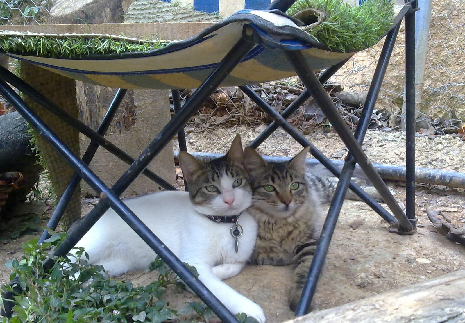 Dos gatos en casa, es mejor que uno.