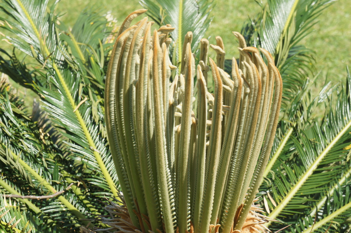 Bulusan Graffiti: 'Oliba' Bulusan's 'palm' of choice for the Palm ...