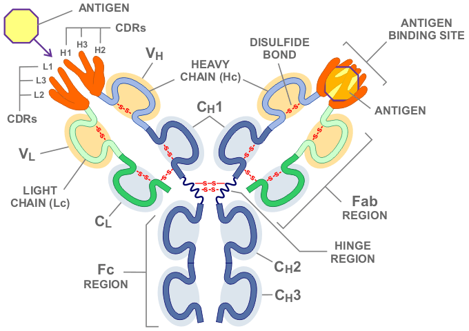 College. Science. Life: Essential Cell Biology 3rd: Ch 4 Protein ...