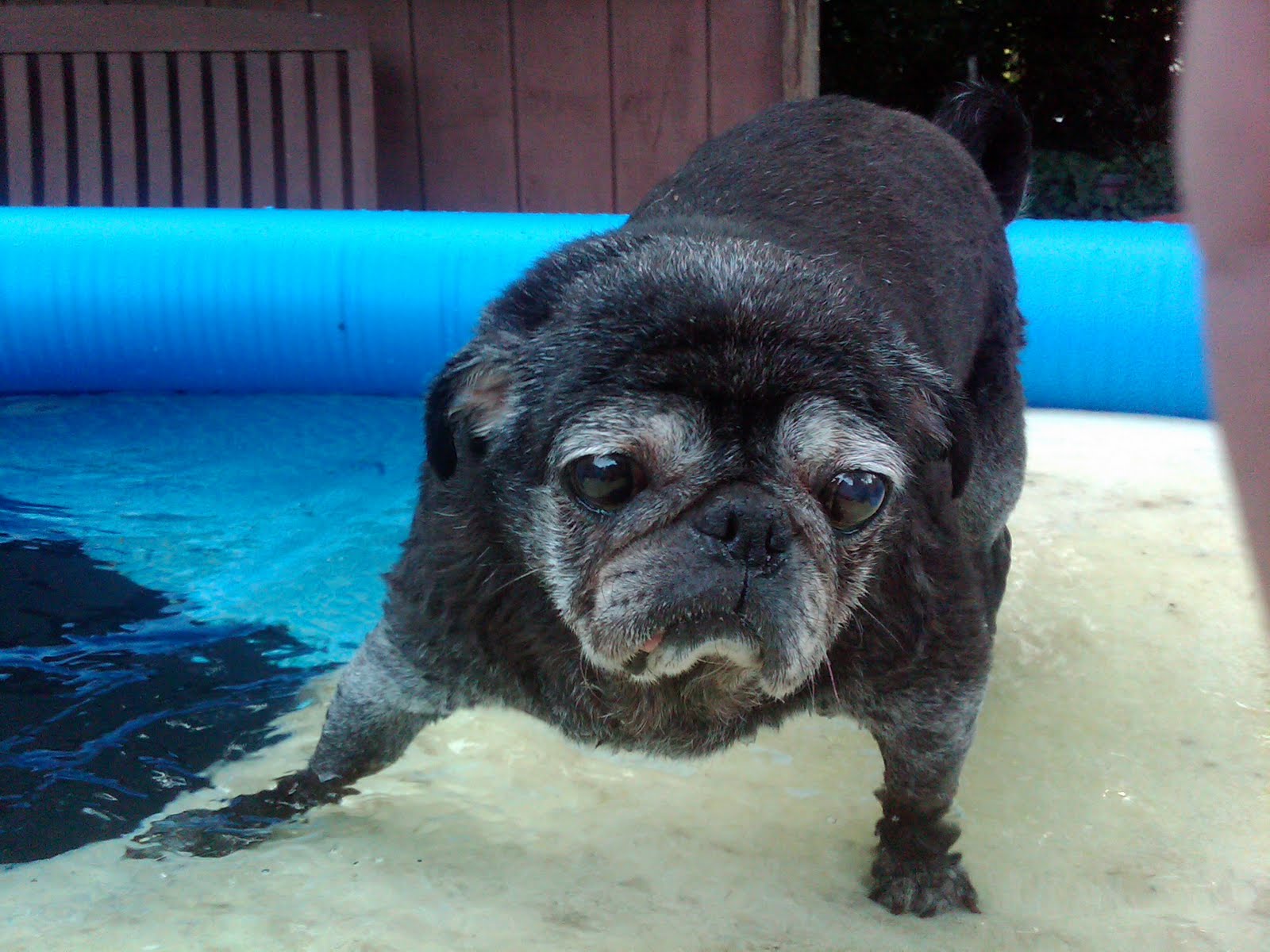 Southern Fried Pugs: Pool info