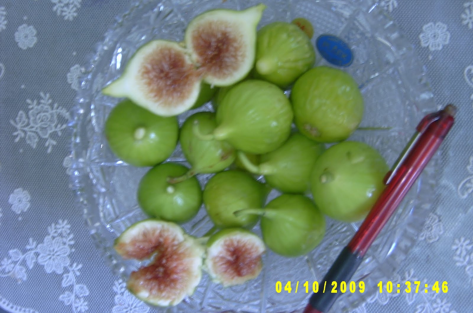Hari Hariku My Days Pohon Ara Atau Pohon Tin