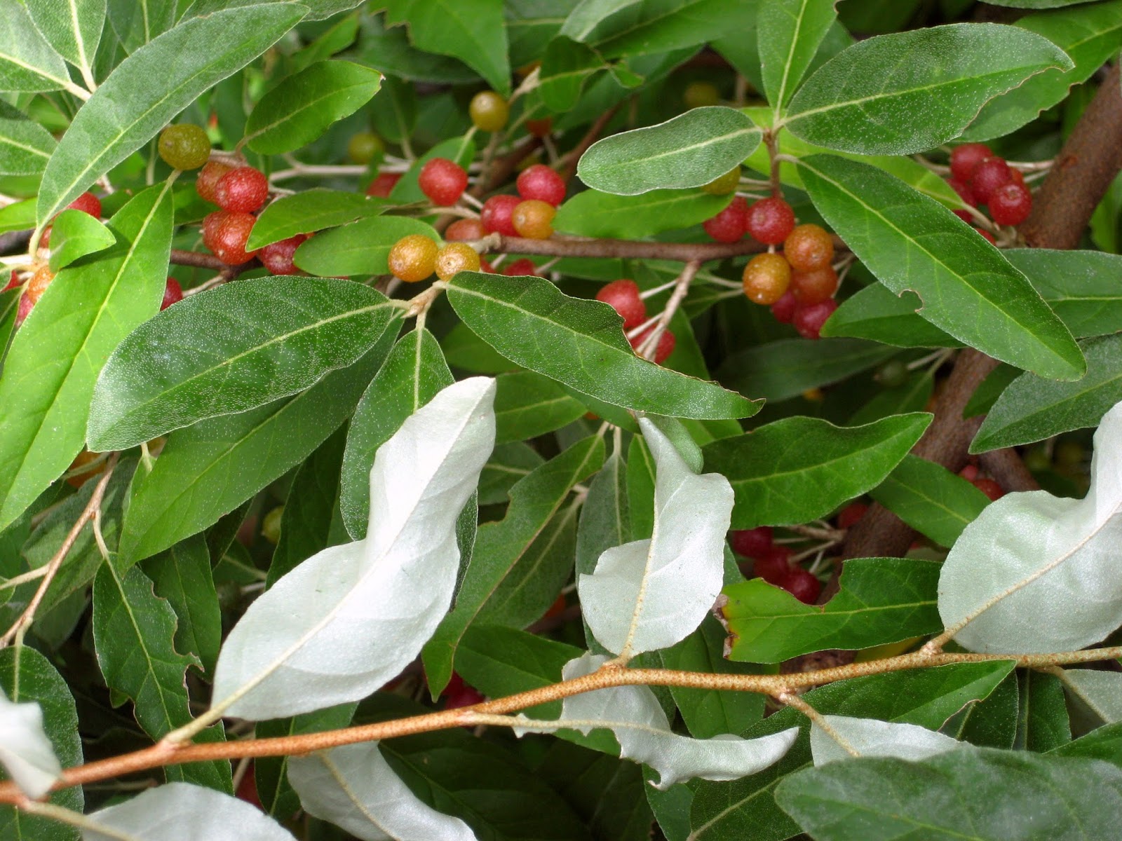 Meadow Muffin Gardens: Autumn Olive Shrub, Should it Stay or Should it Go