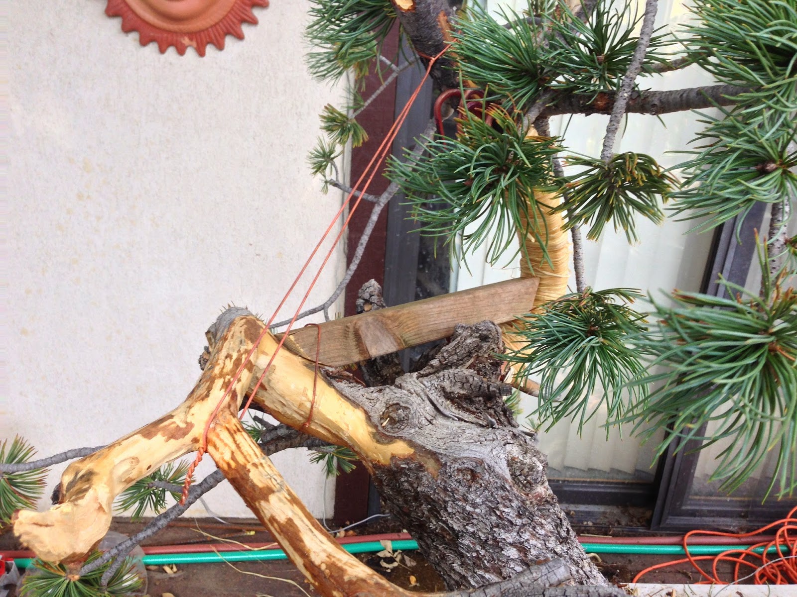 Branch Work: Branch and trunk bending techniques