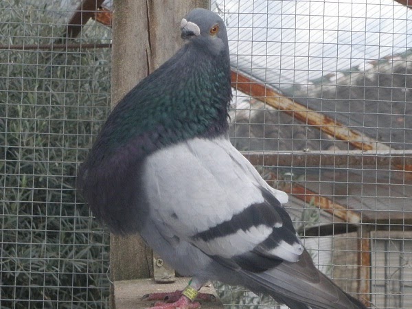 Palomos de Pedro Jota (Palomar los Pericos): Rafeños