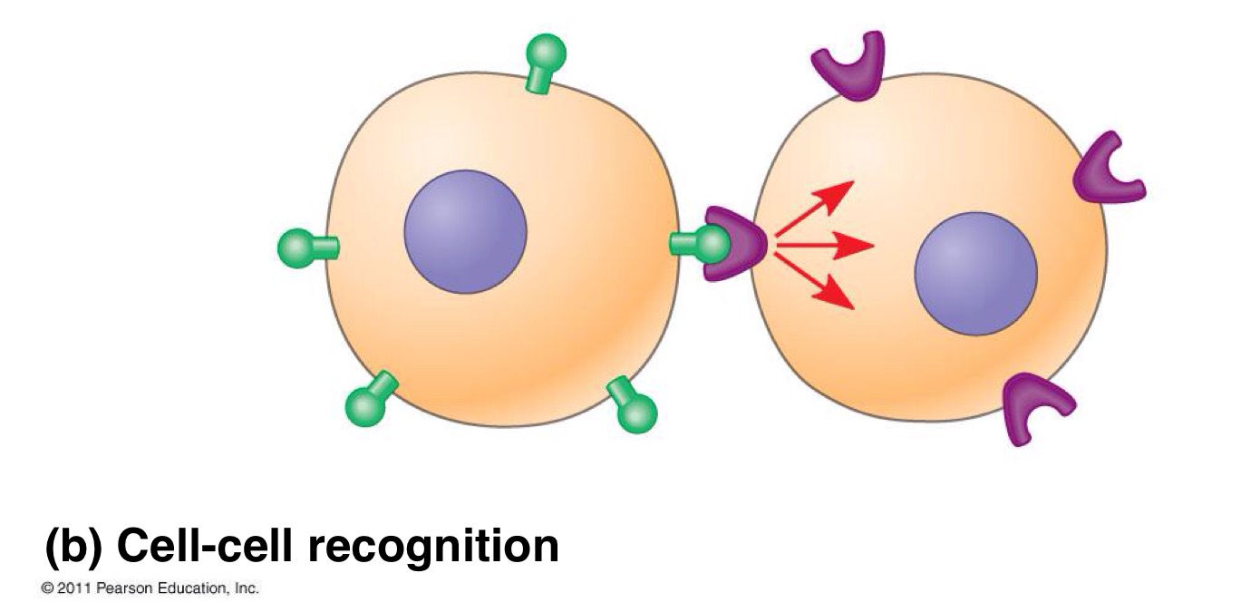 AP BIOLOGY : Chapter 11 Portfolio