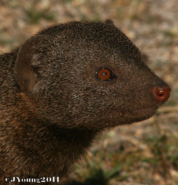 South African Photographs: Common Dwarf Mongoose (Helogale parvula)