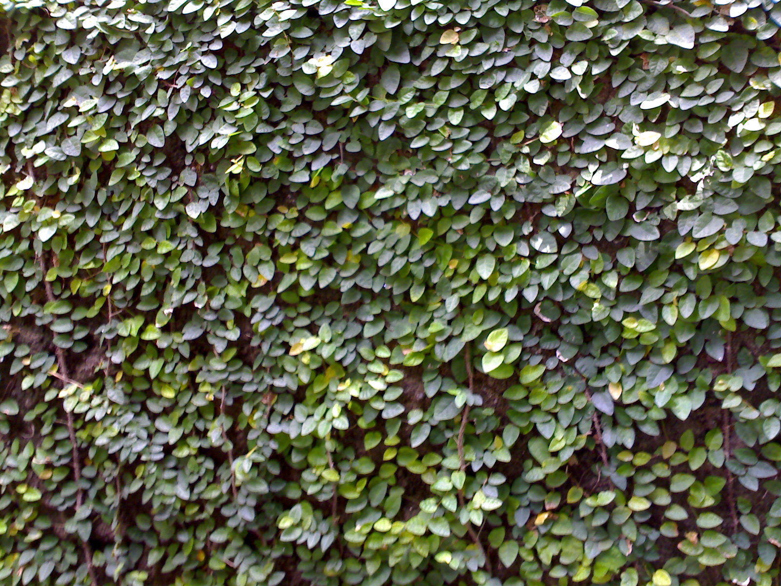 Tanaman Rambat Untuk Dinding, Pergola, Pagar | Jenis Tanaman Rambat