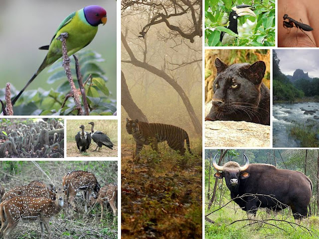 Mission Green Goa: The Western Ghats of Goa - Our natural Heritage