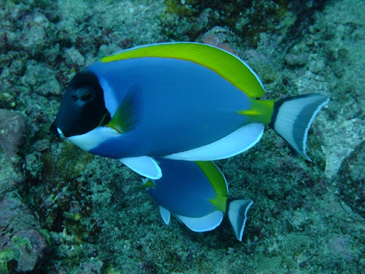 Powderblue Surgeonfish in Maldives | The Maldives Travel
