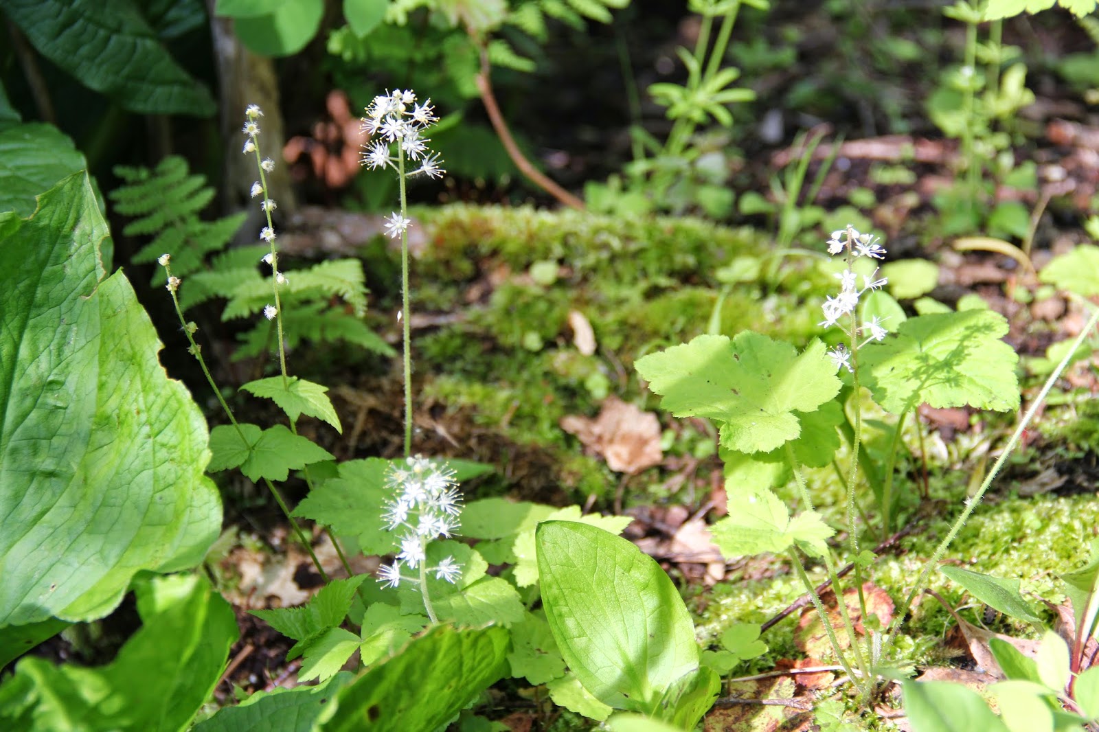 Isabella Conservation District Environmental Education Program ...