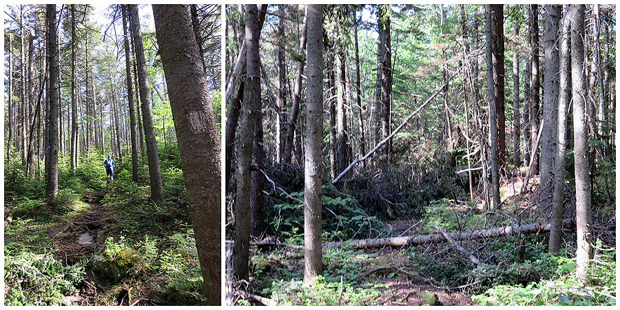 Hiking in the White Mountains: Mahoosuc Range Traverse