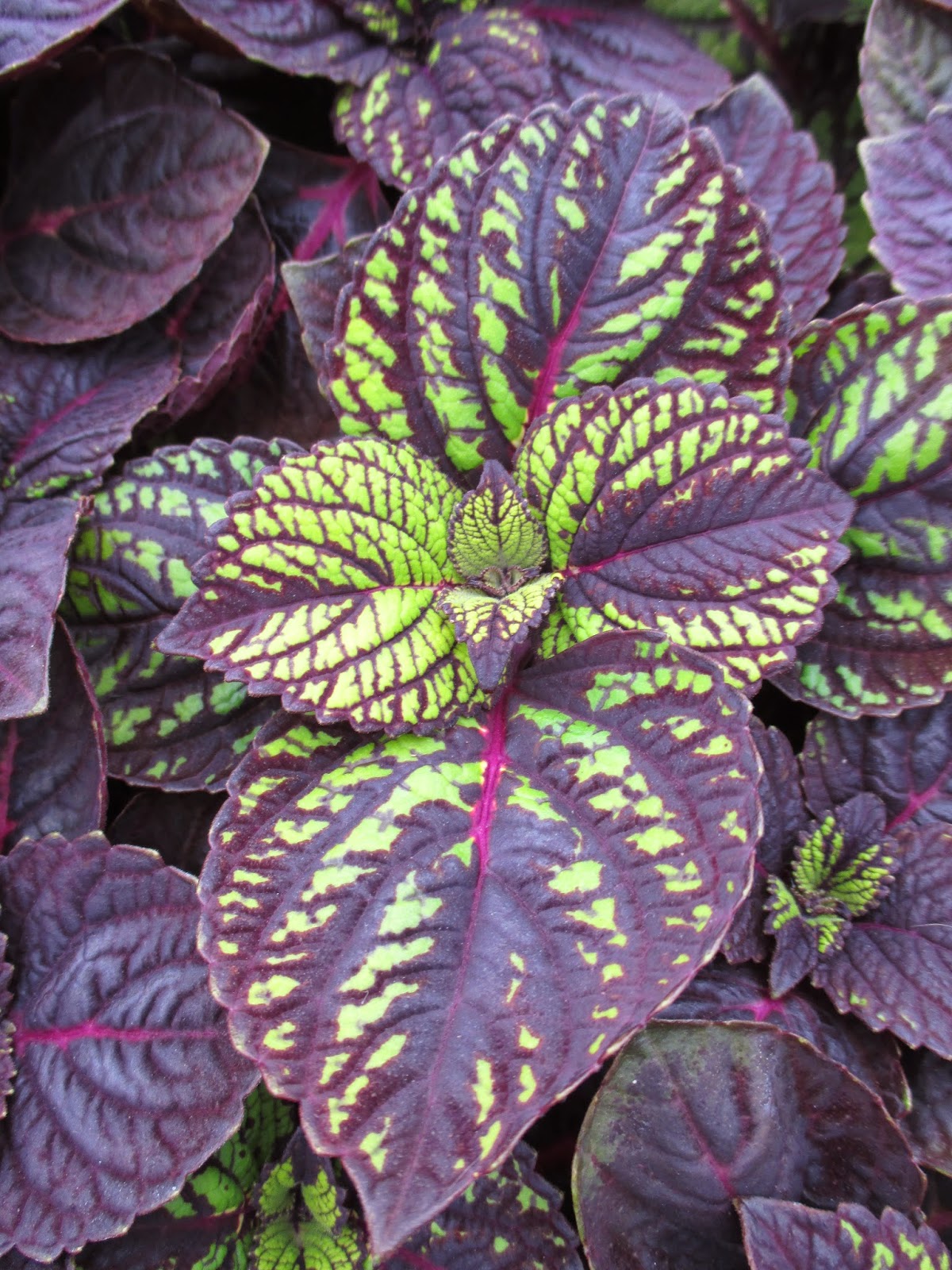 Rotary Botanical Gardens - Hort Blog: Productive But Chilly