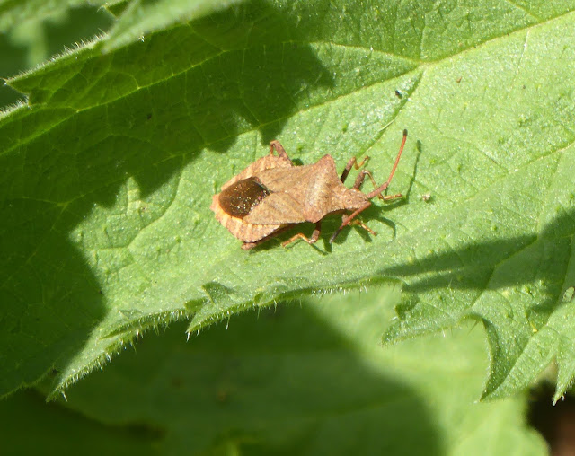 Wild and Wonderful: Common Blue butterfly, Shield bug and 14-spot Ladybird