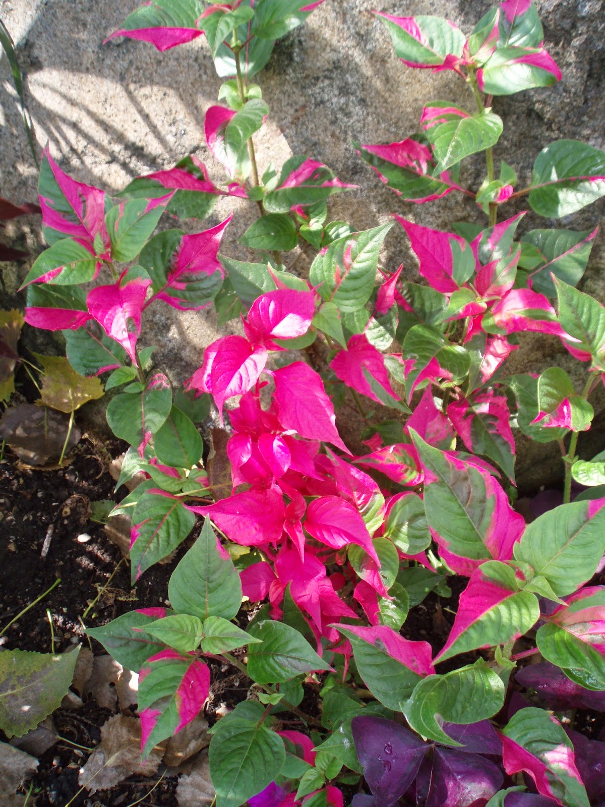 Rotary Botanical Gardens - Hort Blog: Awesome Alternantheras