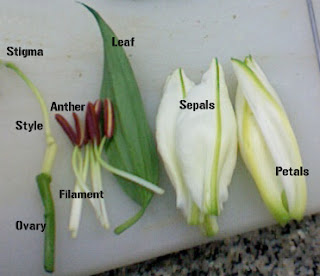 Lily A. Biology: Dissection of a Lily