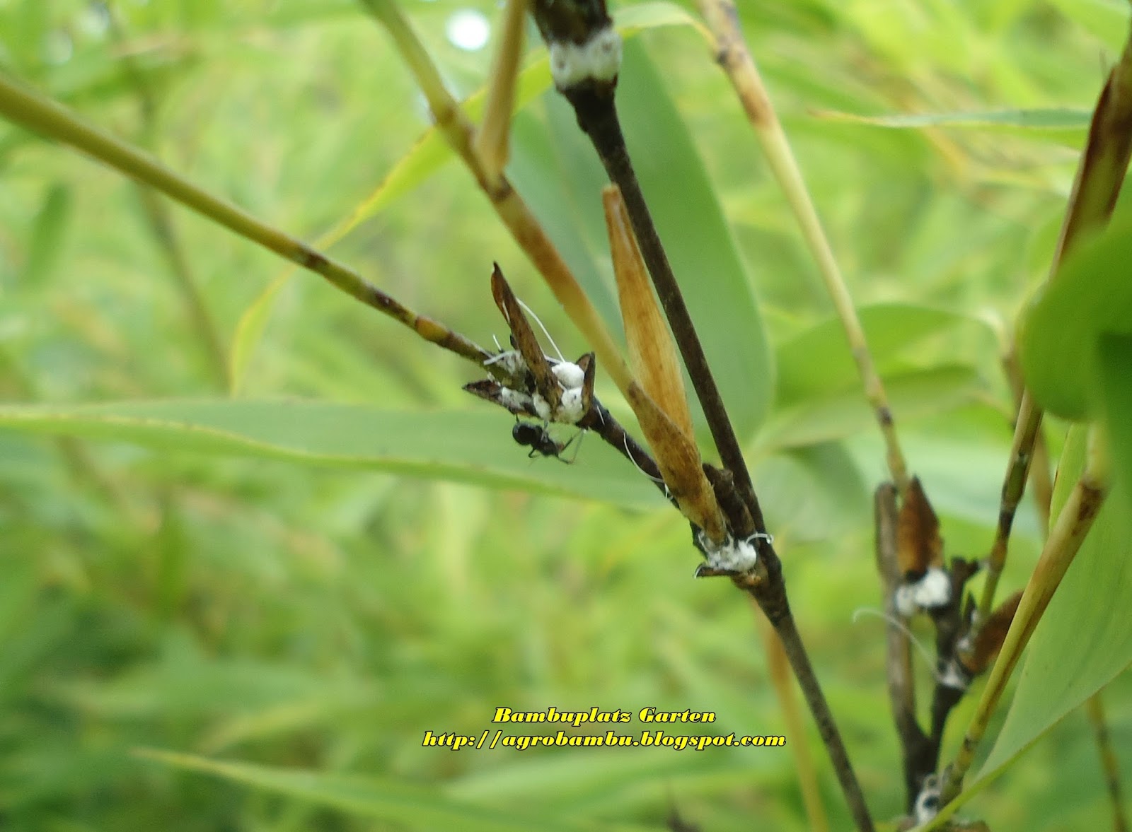 Agrobambu/Bambuplatz Garten: INSETOS DO BAMBU - BAMBOO INSECTS