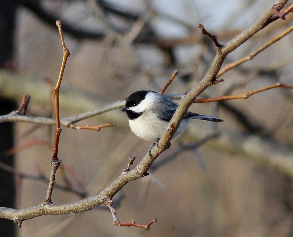 Listening in Nature: Hybrid Chickadees: music from the contact zone